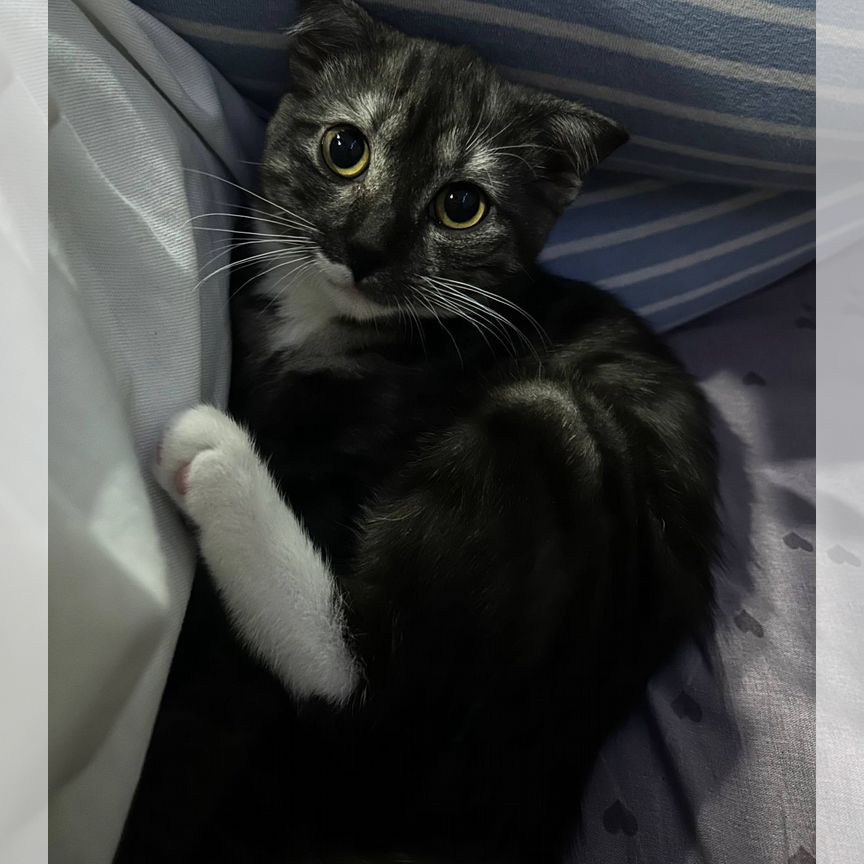 Взрослая, кошка в добрые руки