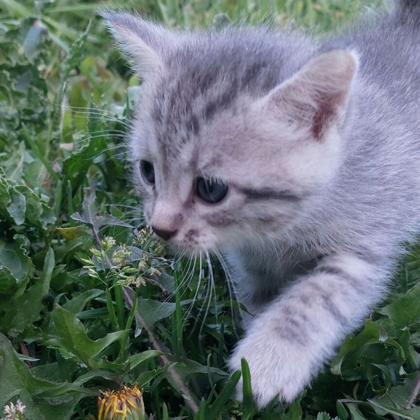 Котёнок в добрые руки