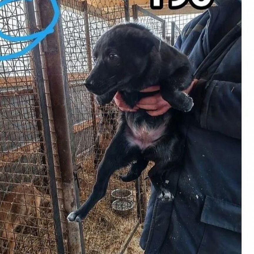 Щенок в добрые руки