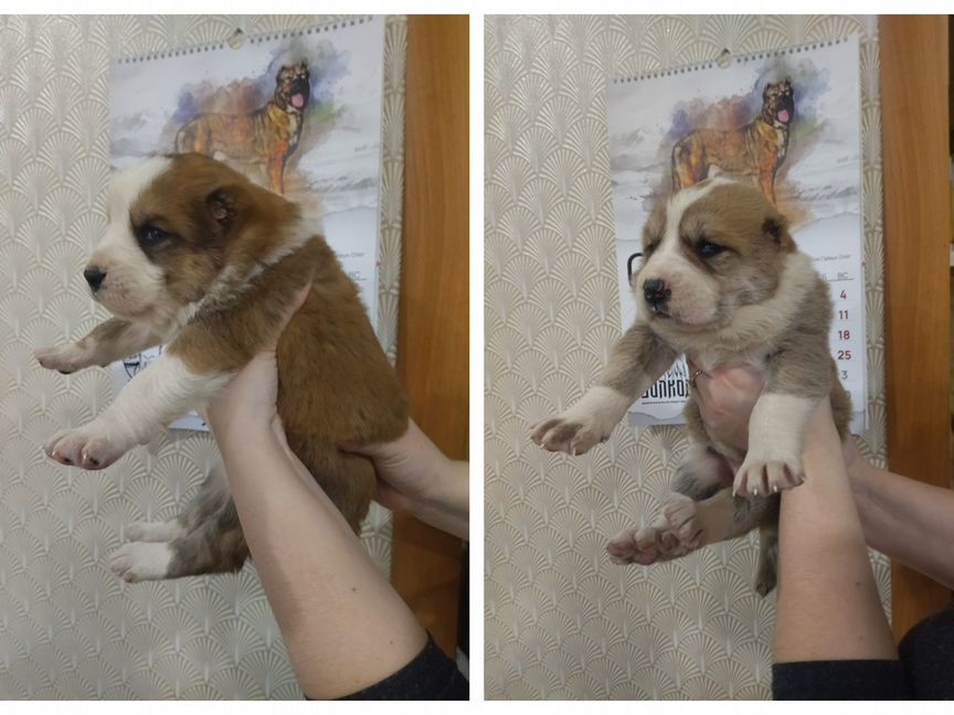Девочки сао