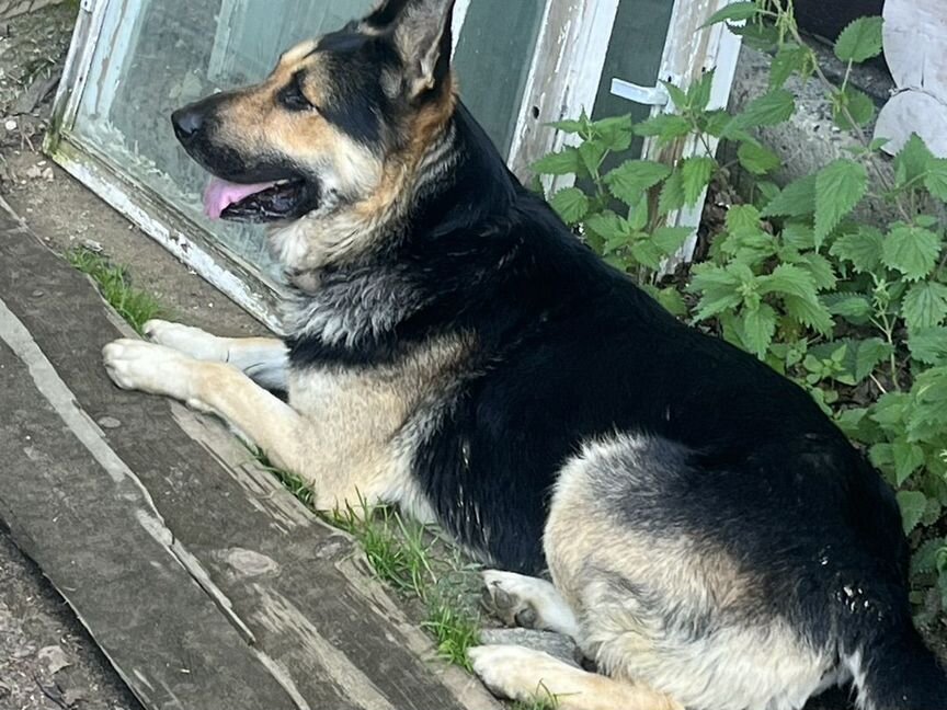 Восточноевропейская овчарка