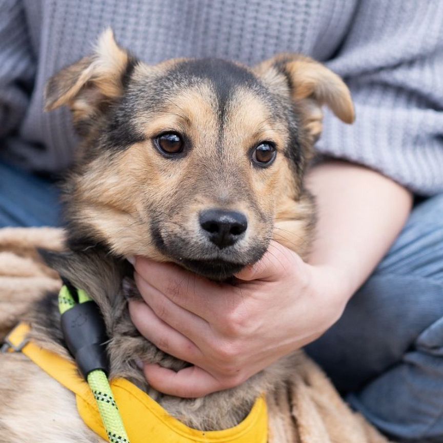 Щенок в добрые руки