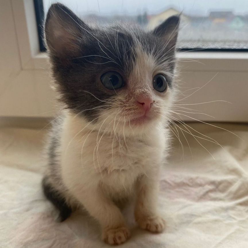 Котёнок в добрые руки