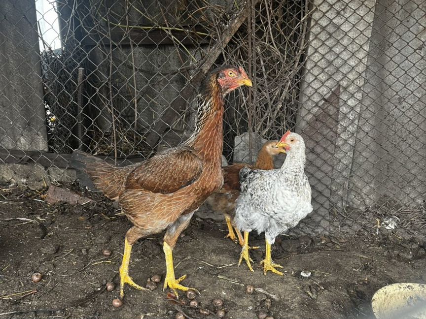 Бойцовские куры