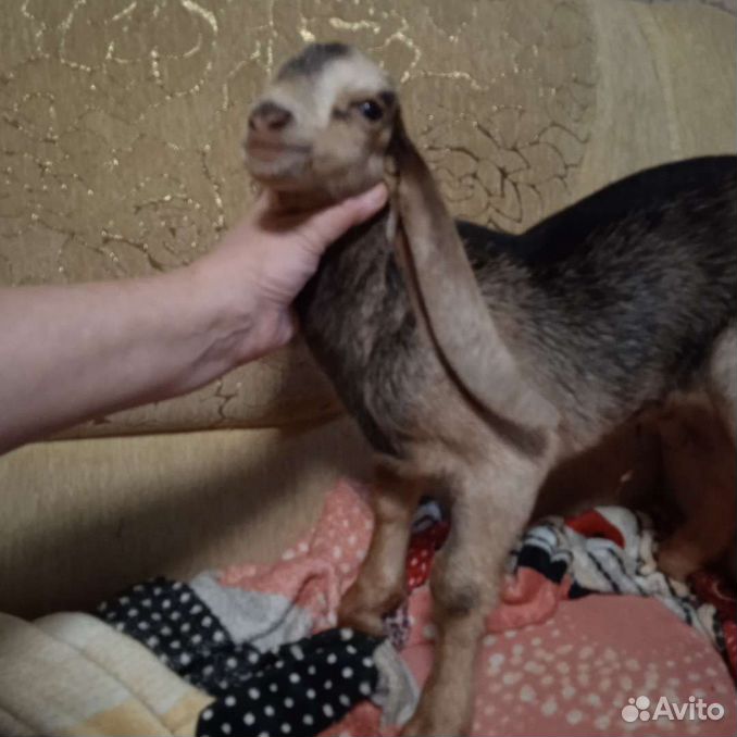 Продажа коз