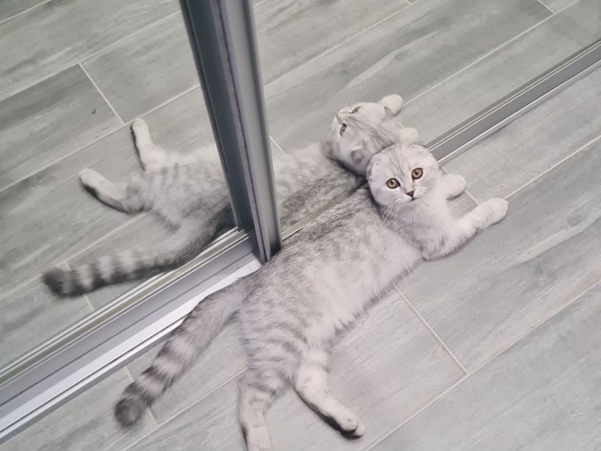 Отдам шотланскую вислоухую кошку в хорошие руки