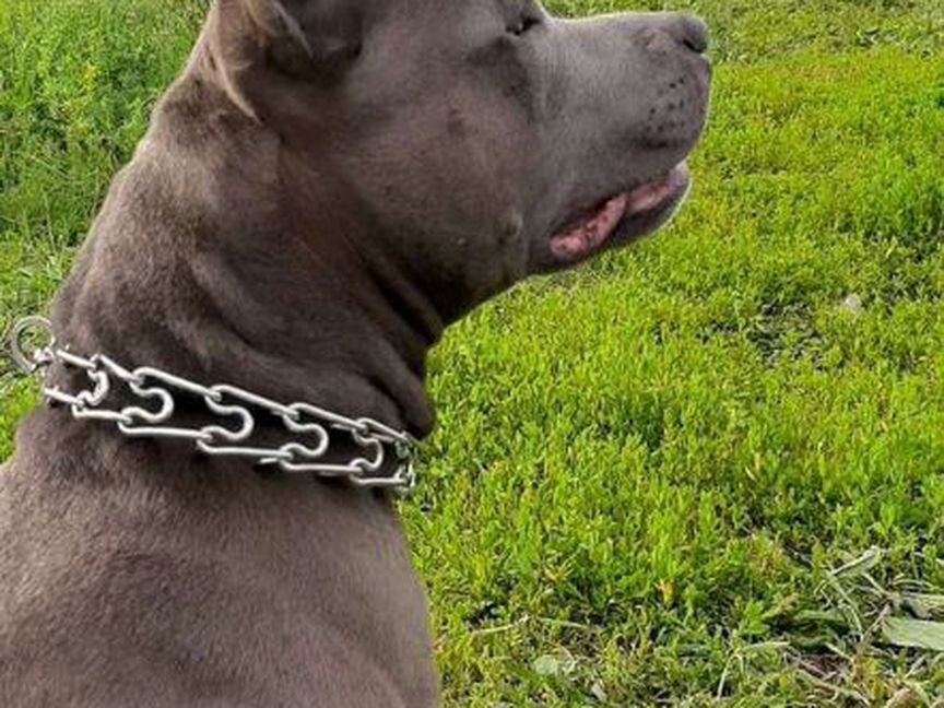 Стаффордширский питбультерьер