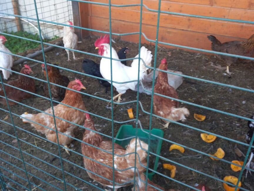 Куры несушки продам