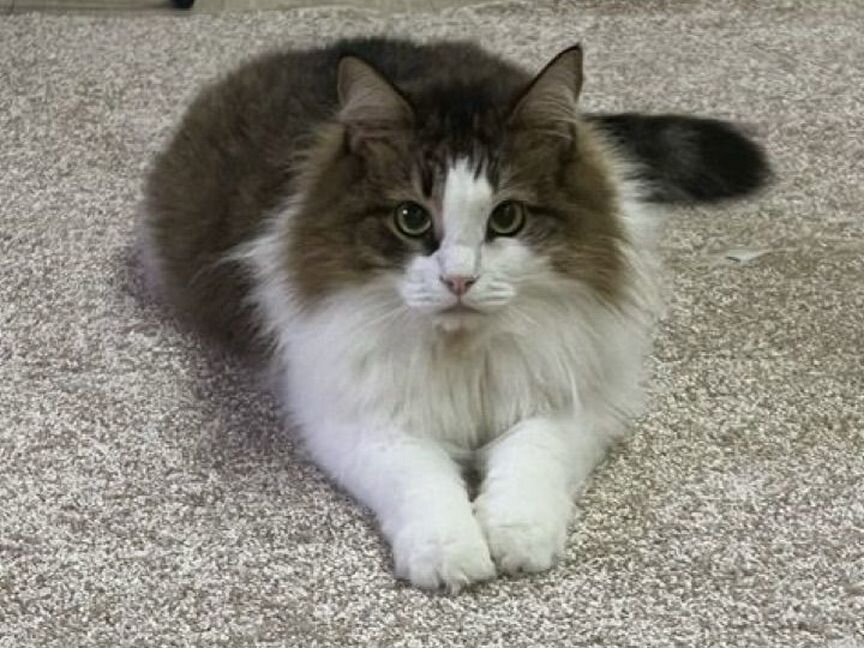 Сибирский котик в добрые руки