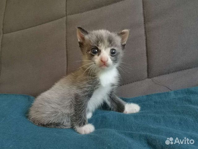 Котенок девочка
