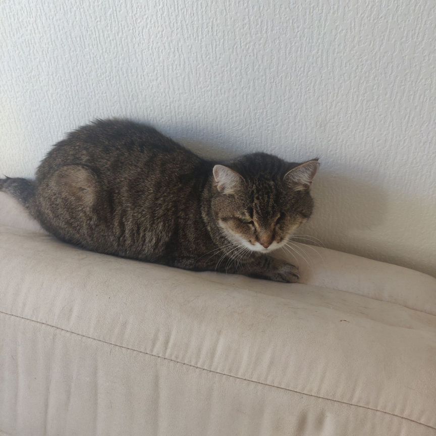 Отдам худшую кошку, что можно найти
