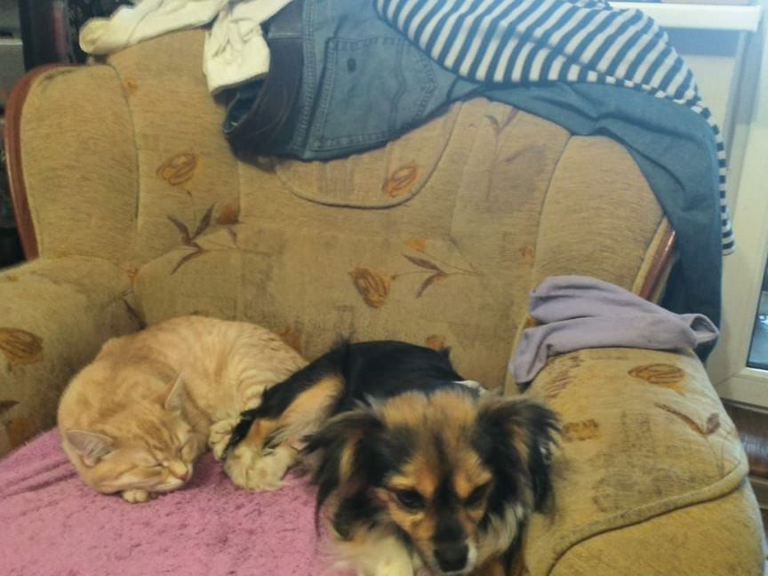 Брюссельский грифон