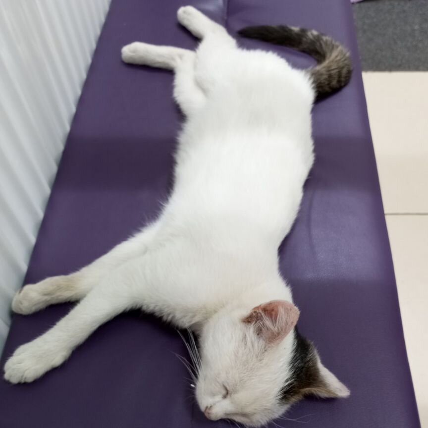 Котейка