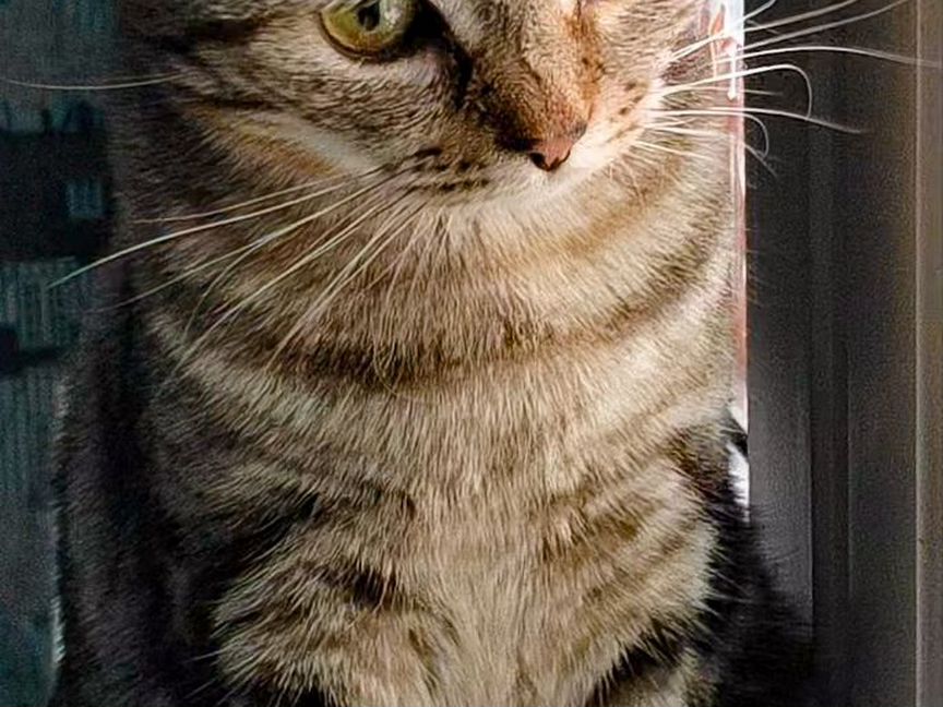 Шотландский клубный скоттиш-страйт