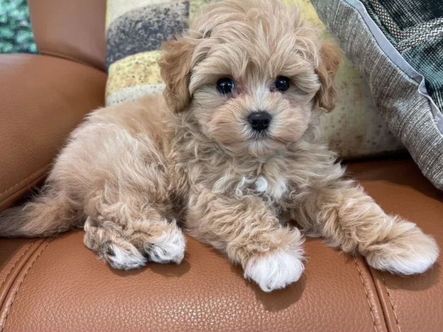 Детки мальтипу f1 мини