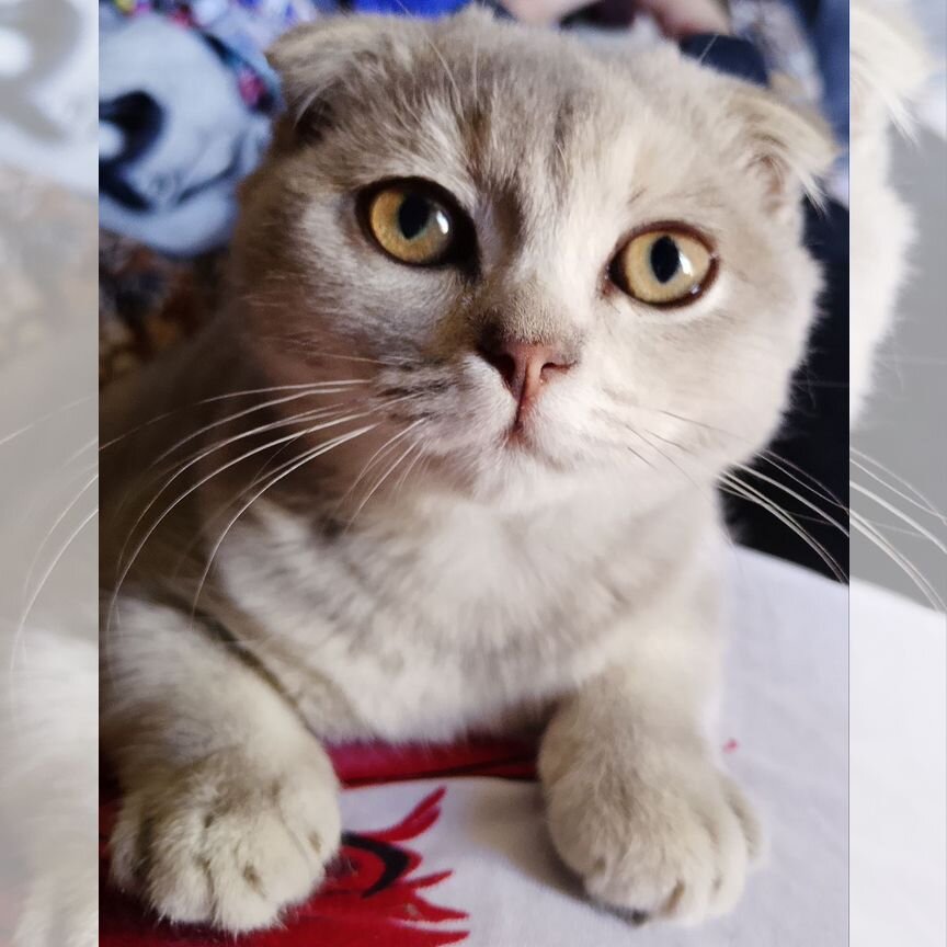 Шотландская вислоухая кошка