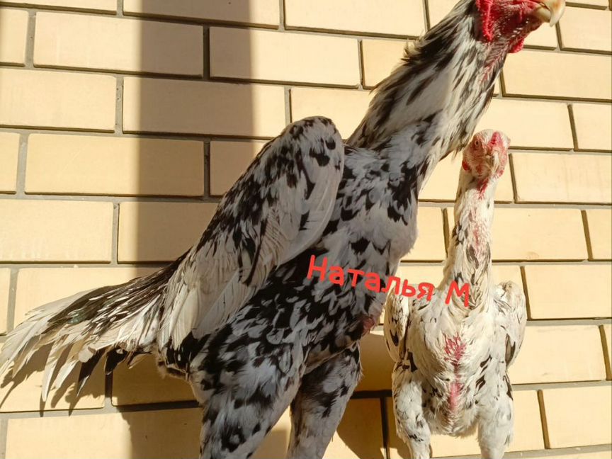 Инкубационное яйцо О Шамо Бойцы