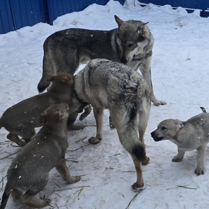 Чехословацкий влчак