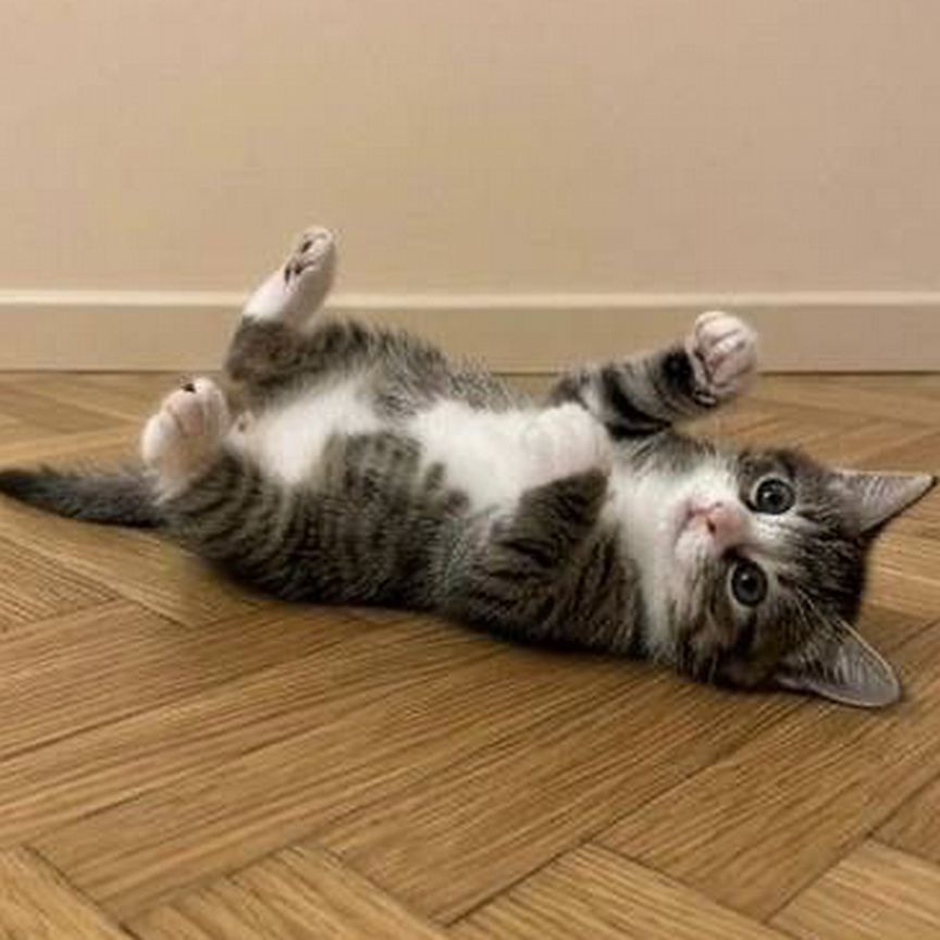 Котёнок в добрые руки