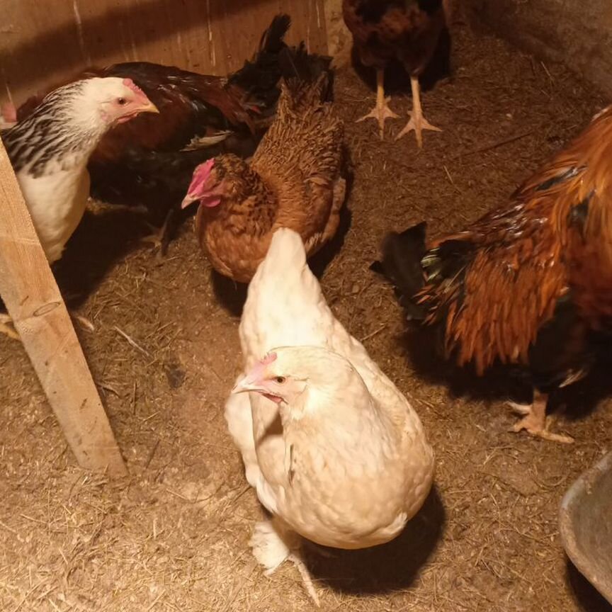 Курочки несушки и петухи