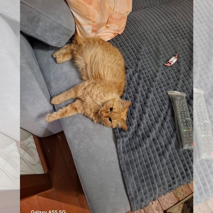 Сибирская кошка, взрослая