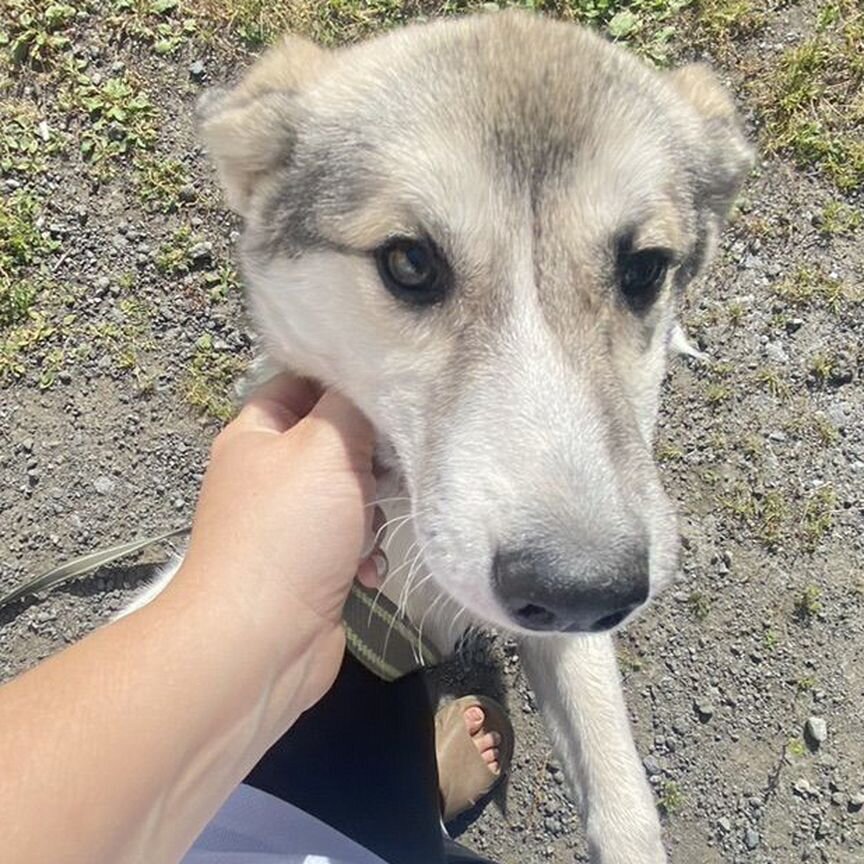 Щенок хаски лайки