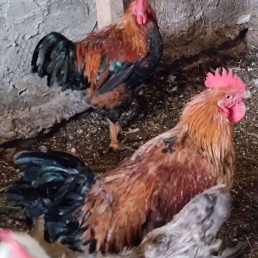 Петушки Кучинские Юбилейные