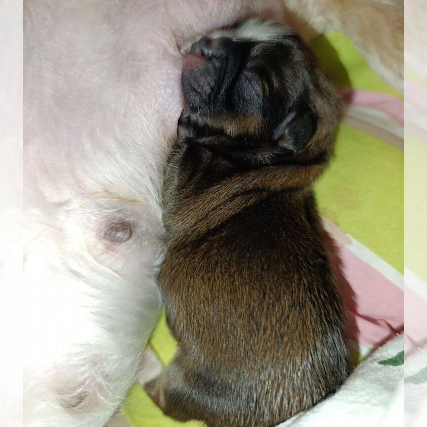 Ши-тцу, щенок