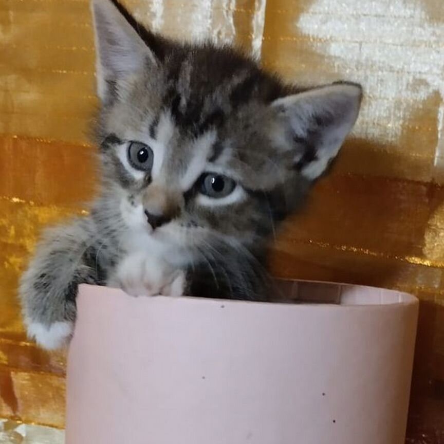 Котята
