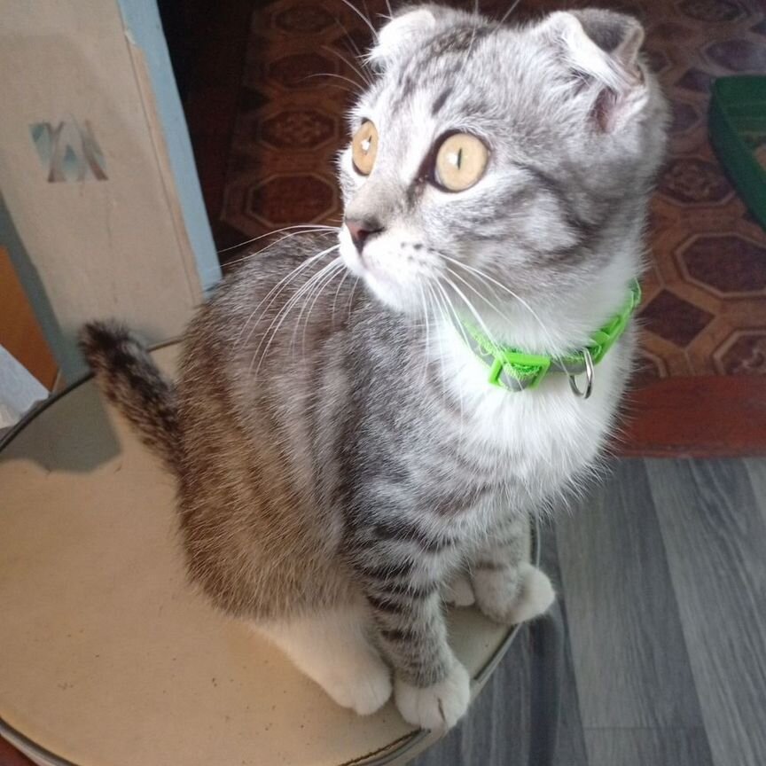 Домашние животные котята бесплатно