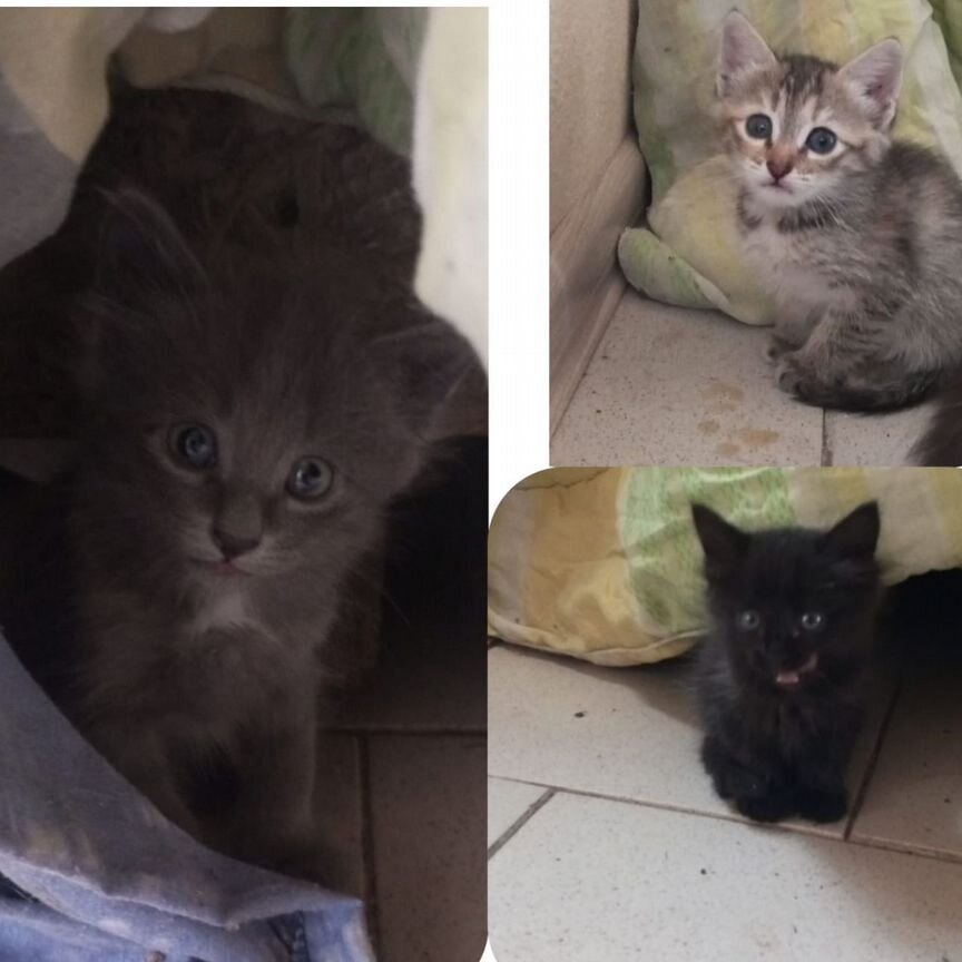 Котята в добрые руки