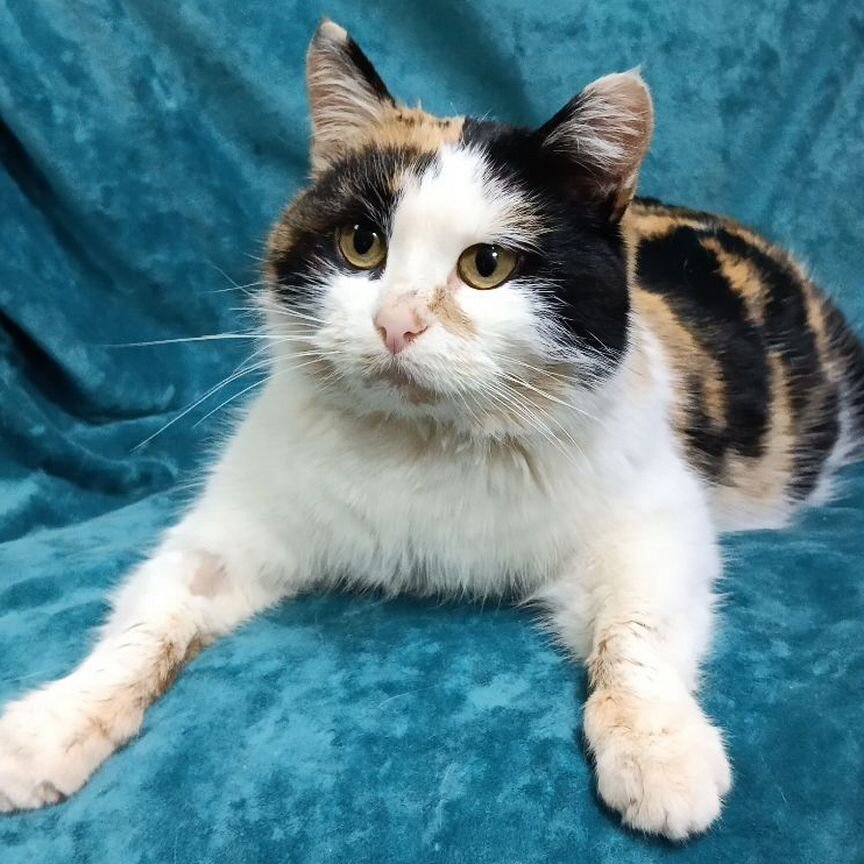 Взрослая, Девочка кошка в добрые руки