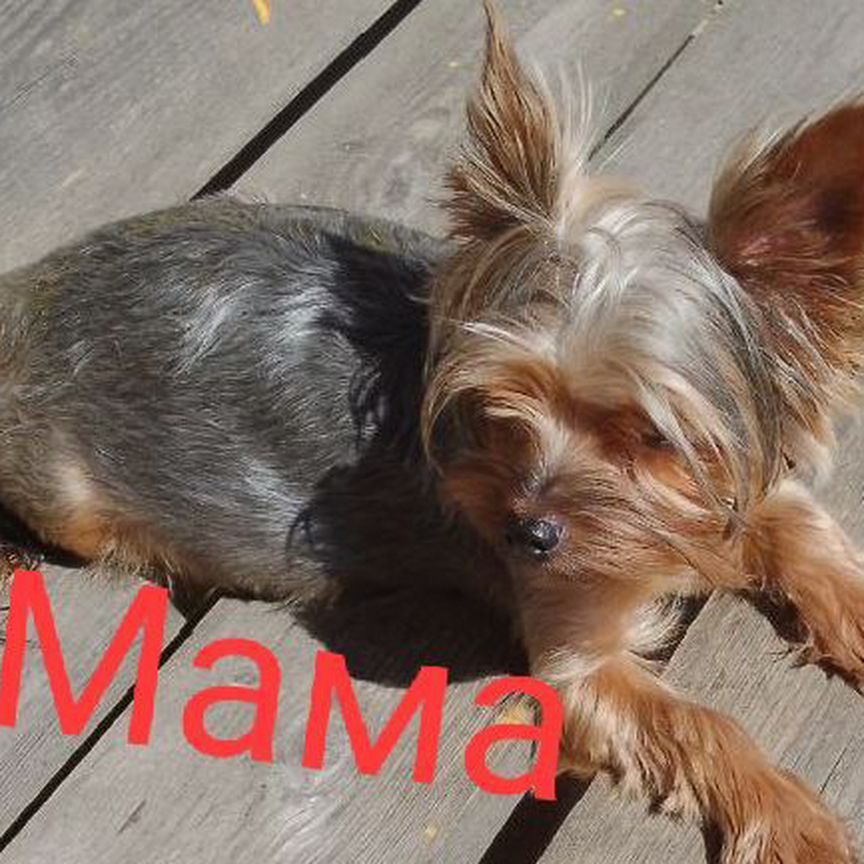 Йоркширский терьер щенки