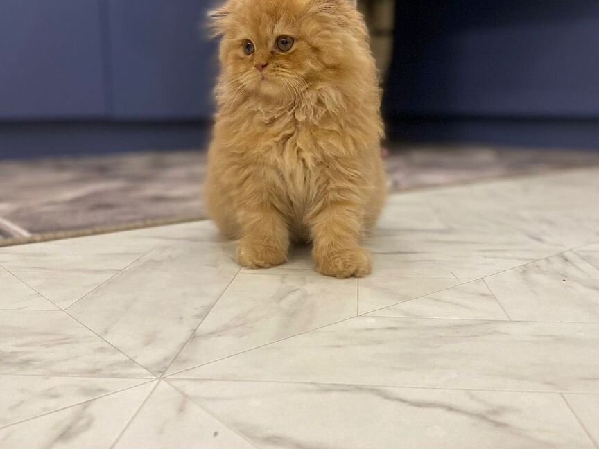 Шотландский котик