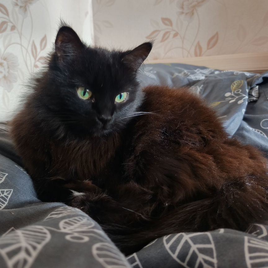 Манчкин, взрослая кошка