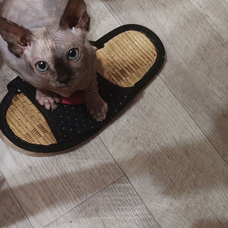 Канадский сфинкс котенок