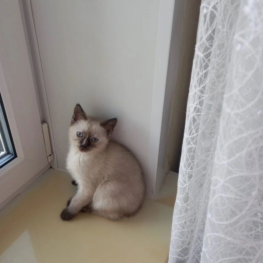 Продам кошечку в добрые руки