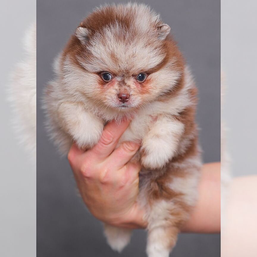 Щенок померанского шпица девочка