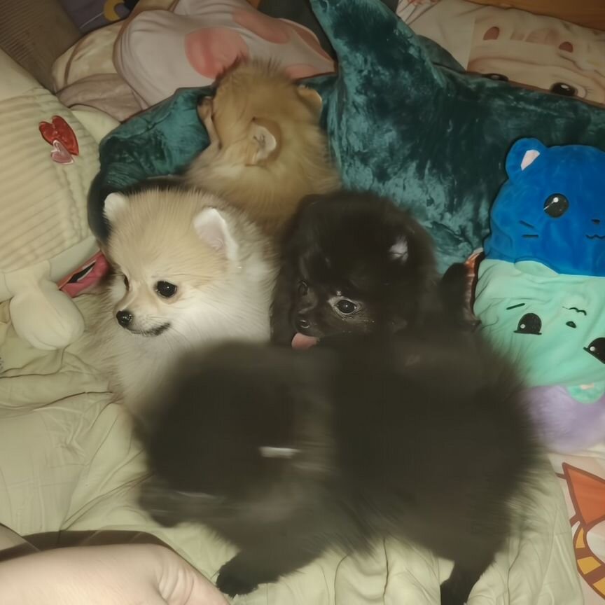 Померанский шпиц, щенок