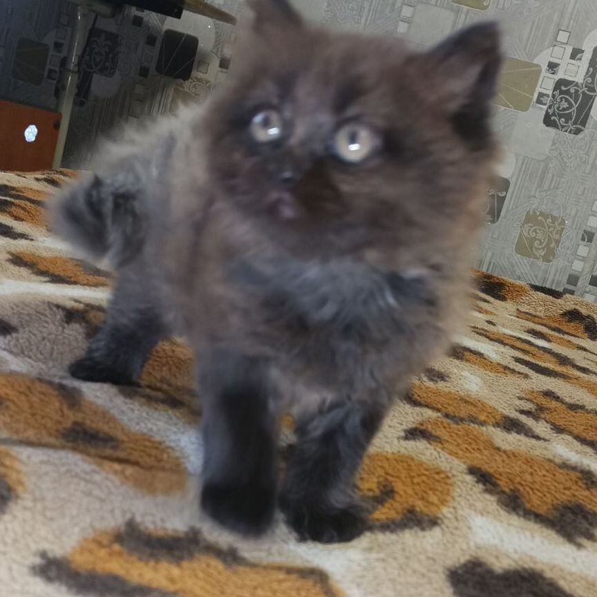 Сибирский котёнок