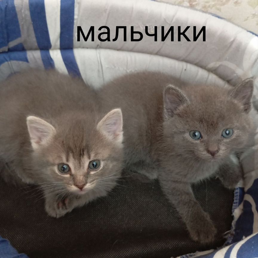 Шотландские котята