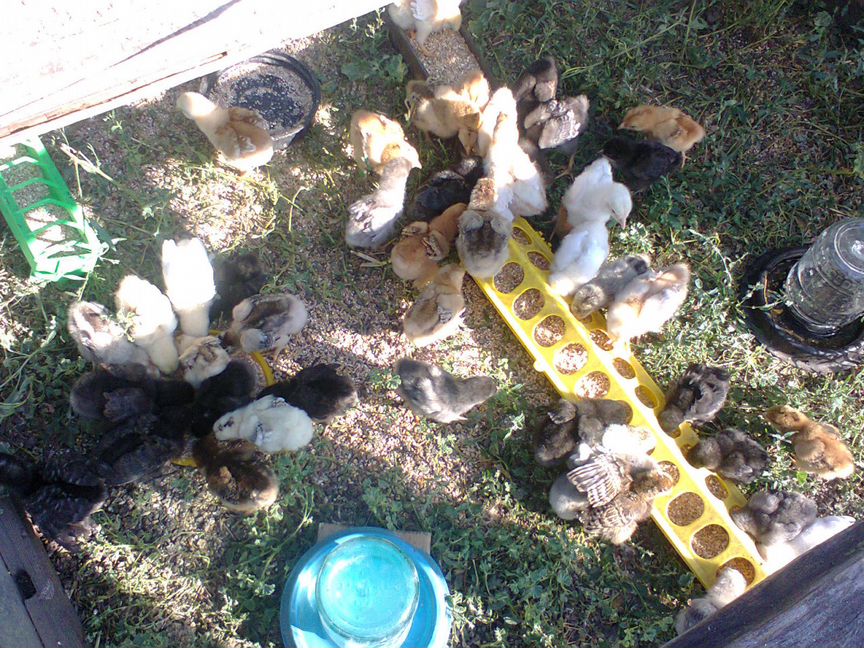 Цыплята домашних кур несушек