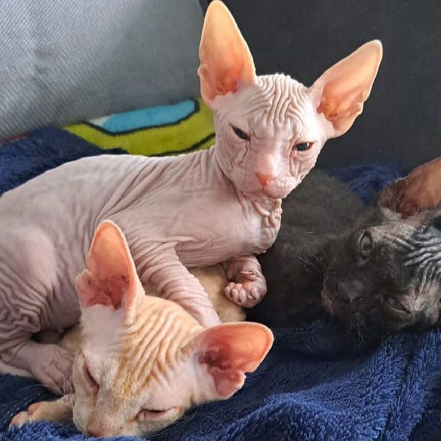 Донской сфинкс котята