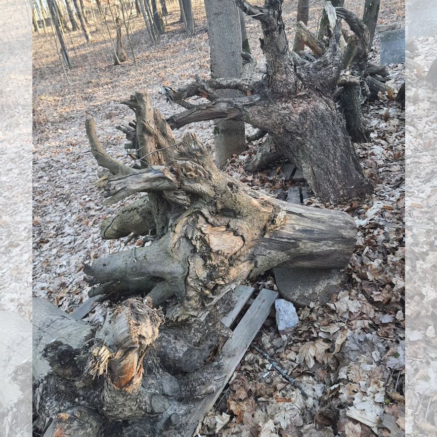 Коряги корни для декора стола ландшафтный декор