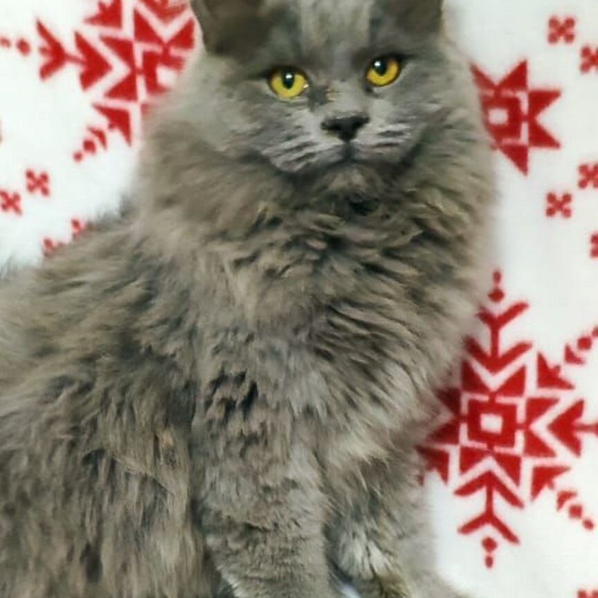 Кошка в дар бесплатно