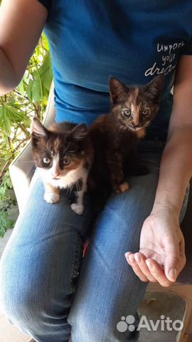 Котята добрым людям в дар на удачу