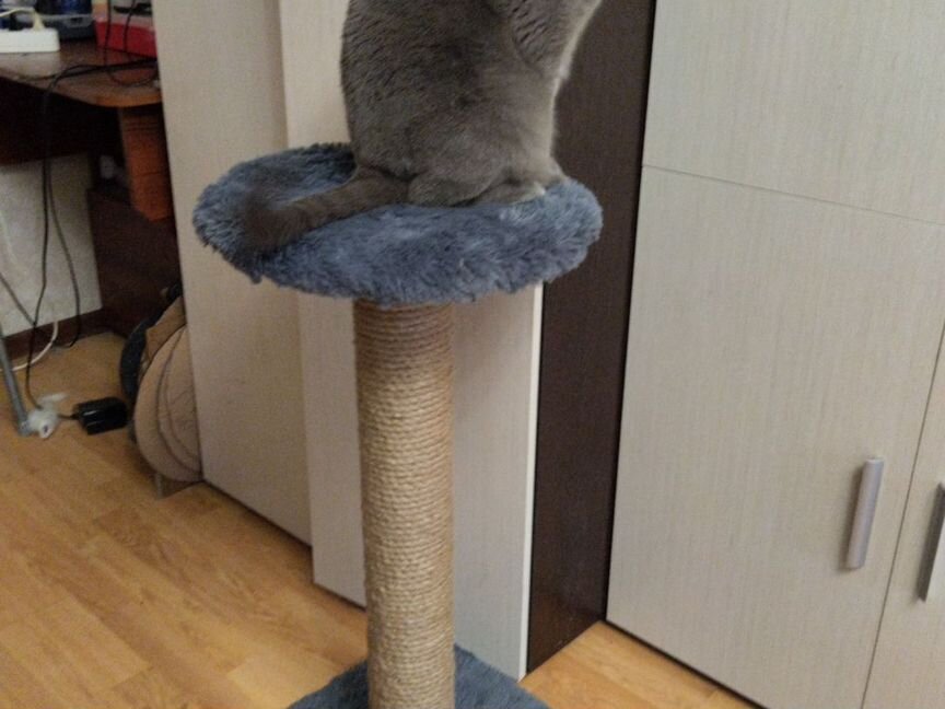 Когтеточка для крупных кошек