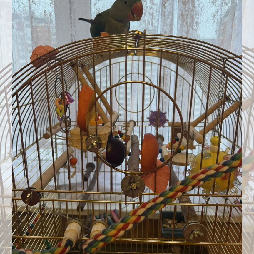 Ожереловый попугай ручной 4 месяца