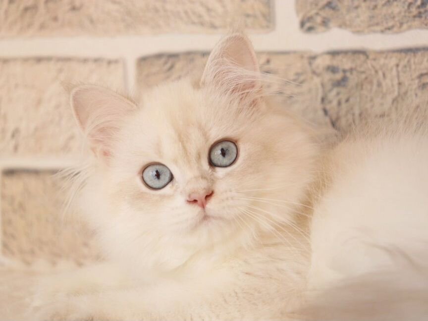 Кошка голубое золото шиншилла синие глаза ау1133