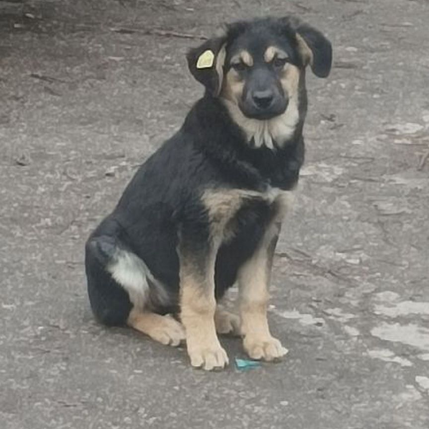 Щенок в добрые руки